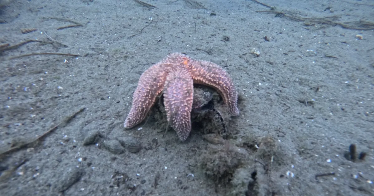 Marmara Denizi’nin ekolojik yapısı mercek altında - Bursaport.com