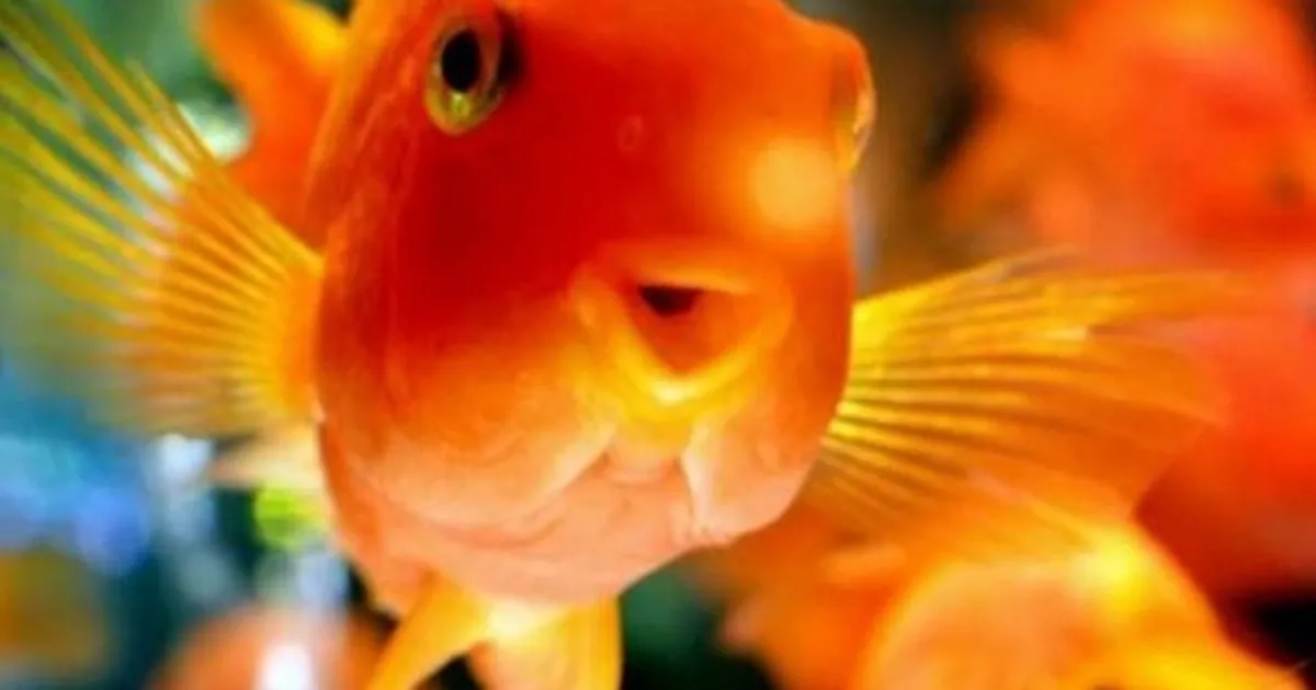 Canlı Japon balığı yutan gence ceza! - Bursaport.com